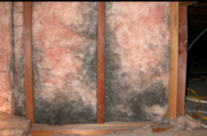 I found mold on my insulation – What should I do? | CleanFirst Restoration
